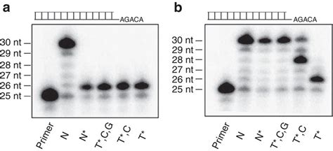 Primer Extension Assays With Hiv Reverse Transcriptase A Ple Download Scientific Diagram