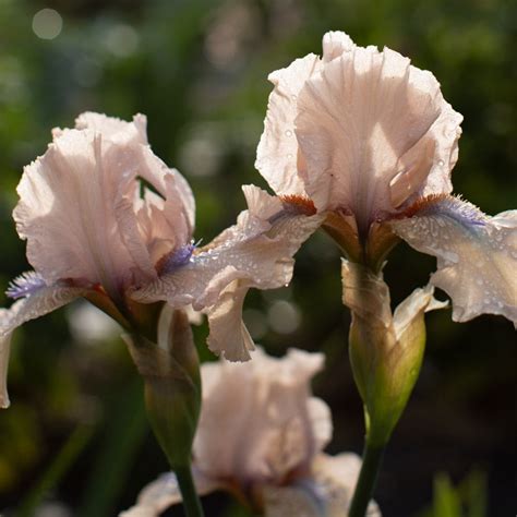 Iris Rite Of Passage Floret Library