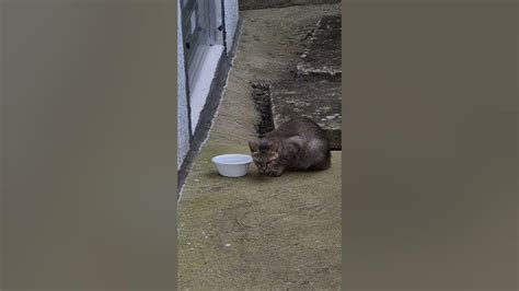 배고픈 어린 어미고냥이 항상 잘 묵네 Youtube