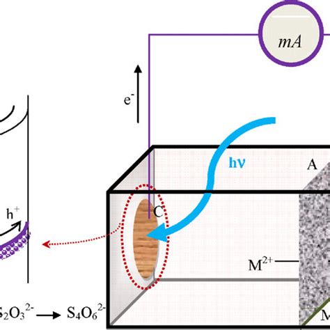 Model Of Diffusion And Photo Electrochemical Cell A Membrane B Pt