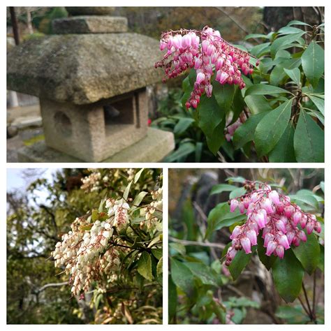 馬酔木の花 花のチカラ緑のココロ