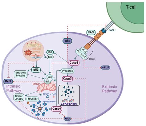 Intrinsic And Extrinsic Apoptotic Pathways The Intrinsic Pathway Is