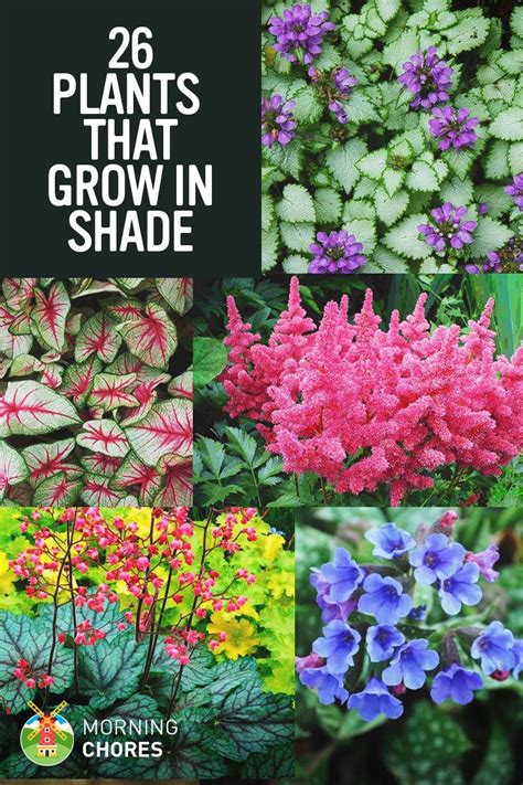 Good Plants For Full Shade Back Gardener
