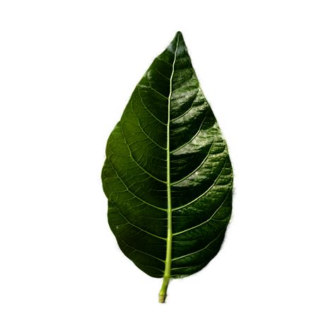 Green Leaf Element 19879225 Png