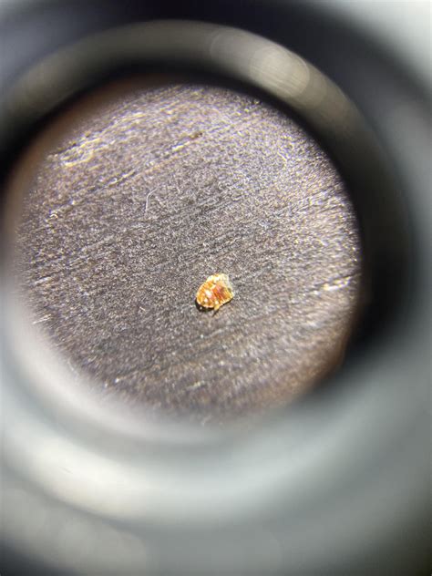 Bed Bug Remains Rbedbugs