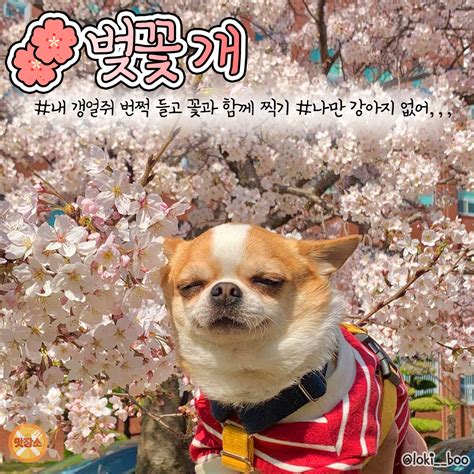 맛집 저장소 이번 봄 사랑하는 너랑 꼭 찍어야하는 따라하기 쉬운 🌸벚꽃샷 포즈추천🌸 프사 바꿀 때