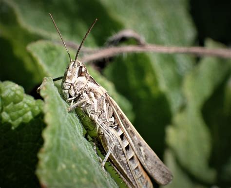 Grasshopper3 By Severia111 On Deviantart