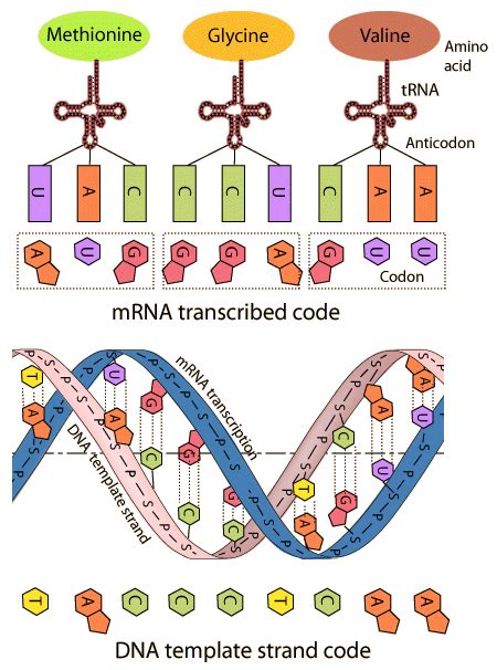 Cutting Off The Mutation Beyond Achondroplasia