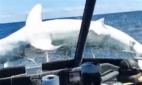 Mako Shark Jumping Out Of Water