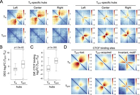 T N And T Eff Cells Form Distinct Chromatin Interaction Hubs A Download Scientific Diagram
