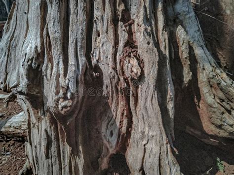 Surface Pattern Of Dry And Weathered Teak Tree Trunk Stock Image