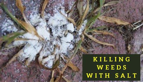 Does Salt Kill Weeds Permanently How To Use It Gardenine