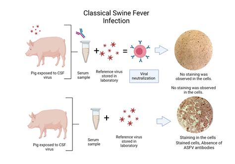 Classical Swine Fever Infection Csfv Biorender Science Templates
