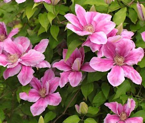 Клематис 'Пинк Бьюти' / Clematis 'Pink Beauty' - Ландшафтная компания ...