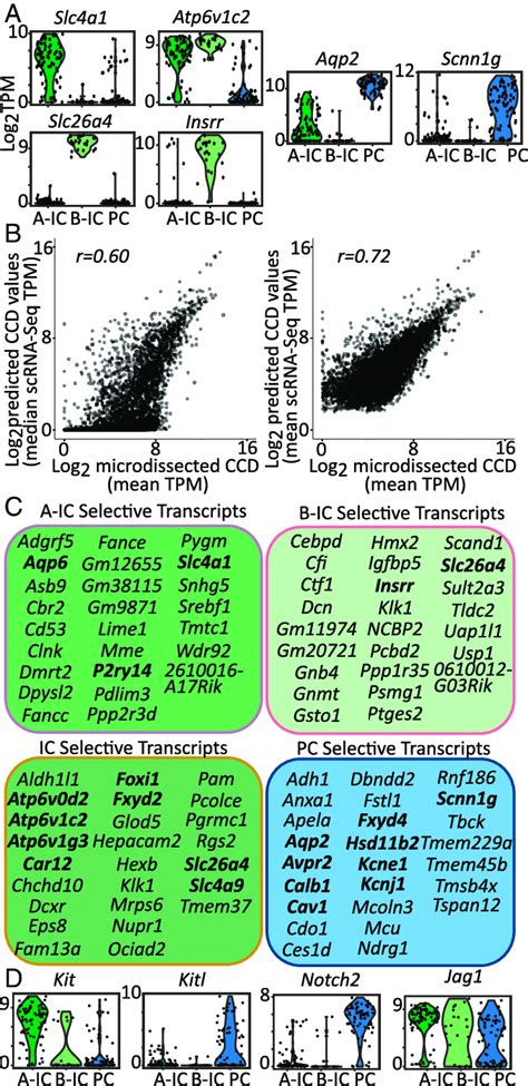 Gene Distribution Among Three Cell Types A Violin Plot Showing