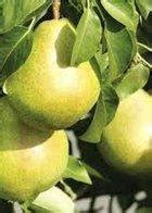 Buy Dwarf Pear Trees Online CRJ Fruit Trees Nursery UK