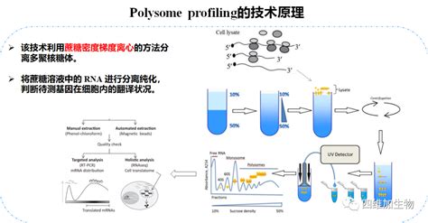 多核糖体图谱分析技术 Polysome Profiling 提升核心竞争力 四维加生物科技（武汉）有限公司官网武汉分子生物平台武汉细胞分子