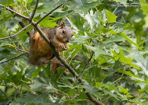 Adult Fox Squirrel In An Oak Tree Eating Acorns Mia Mcphersons On