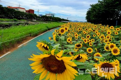 [여행 픽] 서산 해미천변 3만송이 해바라기 장관
