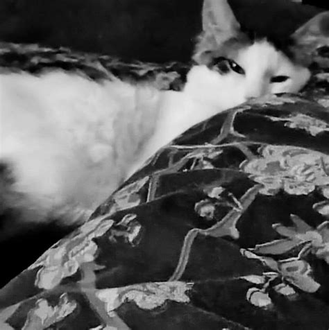 Συνύπαρξις Σωματείο για τη φύση και τα ζώα Αγίων Αναργύρων Καματερού Υιοθετηθηκε το κοριτσι