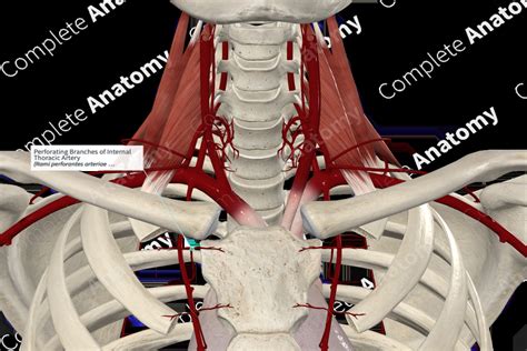 Internal Thoracic Artery Model Purely Bilateral Internal Thoracic