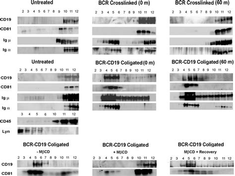 Coligation Of The BCR And The CD19 CD21 CD81 Complex On Daudi B Cells