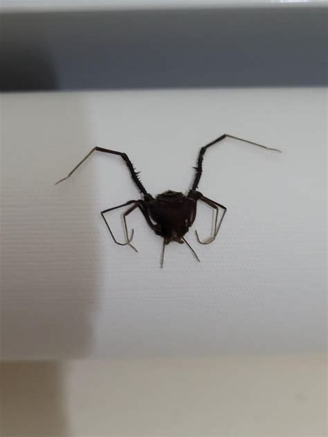 Whats This Bug R Whatsthisbug