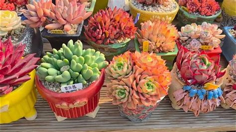 에오니옴들도 다양하게 키워요♡지금이 젤예뻐요 다육하우스 다육식물 다육예쁘게키우기 취미생활 Youtube