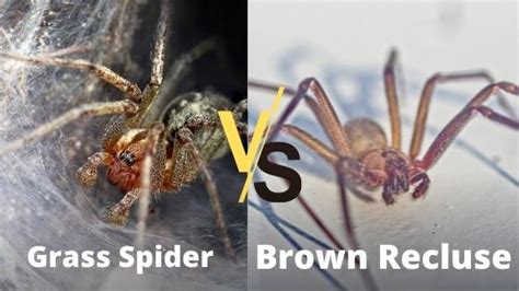 Brown Recluse Vs Grass Spider How To Identify The Difference