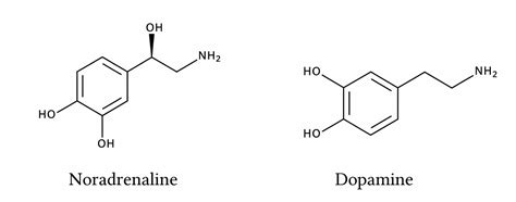 What Happens In Your Brain After A Noradrenaline Spike — And Why The