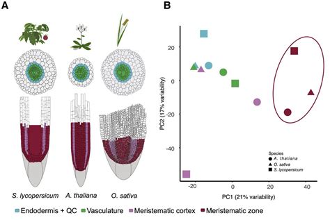 Innovation Conservation And Repurposing Of Gene Function In Root Cell Type Development Cell