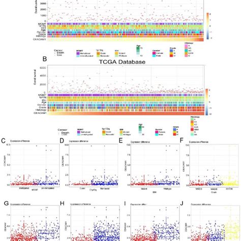 Association Between Ceacam1 And Clinicopathological Characteristics Of Download Scientific