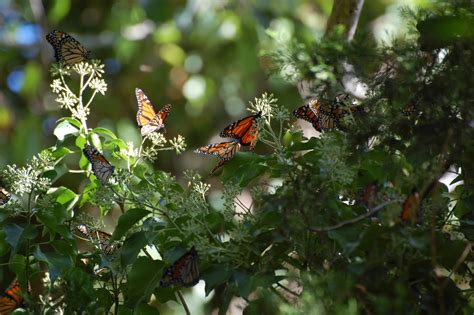 Urban Wildlife Guide Migrating Monarch Butterfly Spectacle Not Just