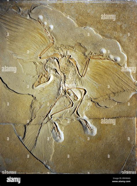 Archaeopteryx Fossil Archaeopteryx Lithographica The Most Well Preserved Specimen Worldwide