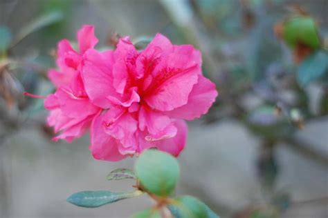 Whats The Best Way To Fertilize Azaleas For Colorful Blossoms