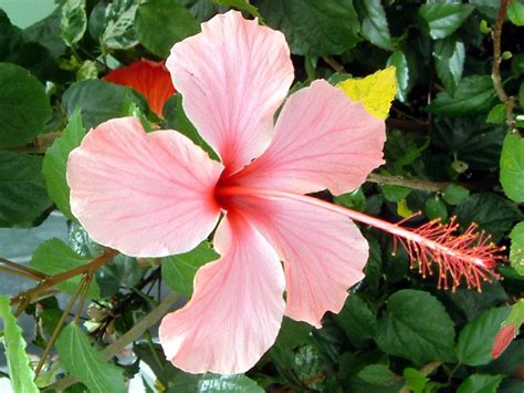 花博の花 104 ハイビスカス Hibiscus かぎけんWEB