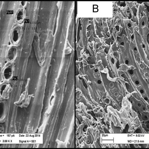 Scanning Electron Micrographs Of Biochar A Pinewood Biochar Bc Pw Download Scientific