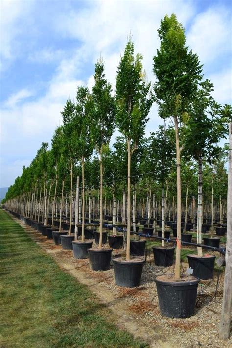 სანერგე სადარი • Nursery Sadari Tbilisi