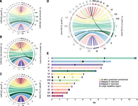 Comparative Analysis Of Genome Assemblies Of Neospora Caninum And Download Scientific Diagram