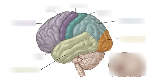 Brain Diagram Quizlet
