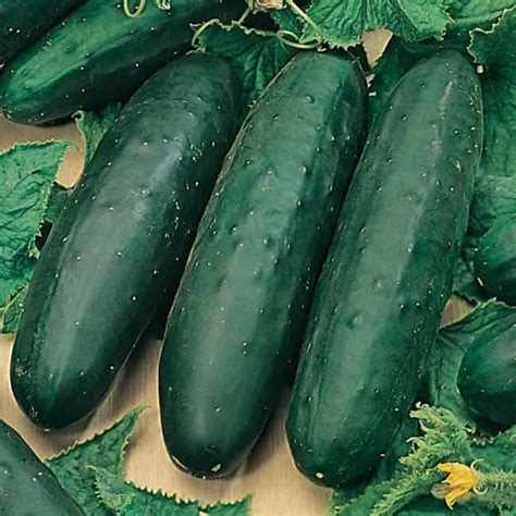 35 Best Cucumber Varieties You Can Grow At Home Gardenoid