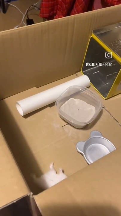 공중부양하려다 실패한 햄스터 Youtube