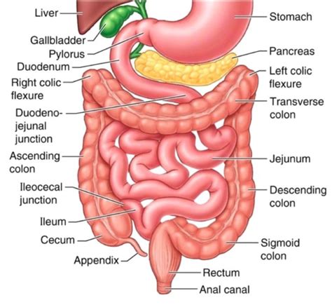 Ileum Jejunum Flashcards Quizlet