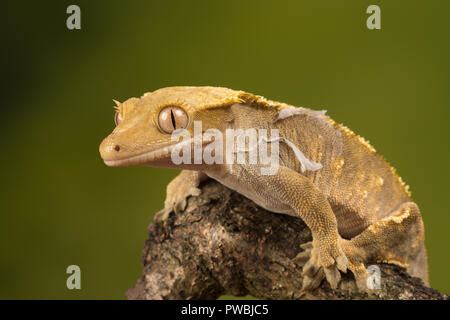Crested Gecko (Correlophus wimpertierchen), eine Pflanzenart aus der ...