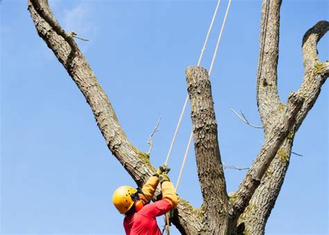 Tree Branch Removal Fort Wayne Safe Dependable Service