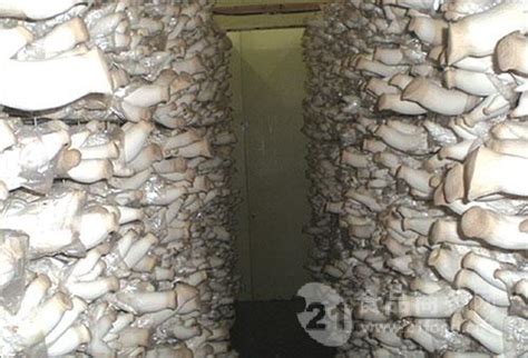 冷联食用菌冷库建造，蘑菇冷库工程安装 北京北京 食品商务网