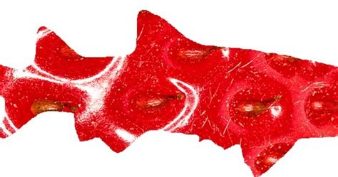 Programação GLOBAL Truques VBA Raramente Usados Como Logar se em sites HTTPS Usando VBA Excel