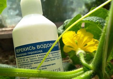 Чем подкормить огурцы на подоконнике в домашних условиях роста и ...