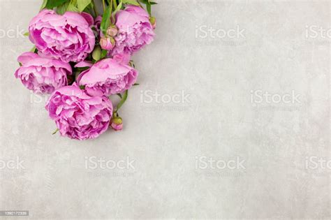 밝은 회색 콘크리트 배경에 분홍색 모란이 꽃을 피운다 발렌타인 여성 어머니의 날 부활절 생일 또는 결혼식 봄 휴가 플랫 레이