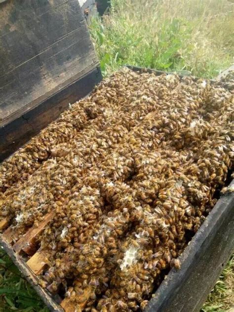 东北黑蜂蜂王图片东北黑蜂蜂王大山谷图库